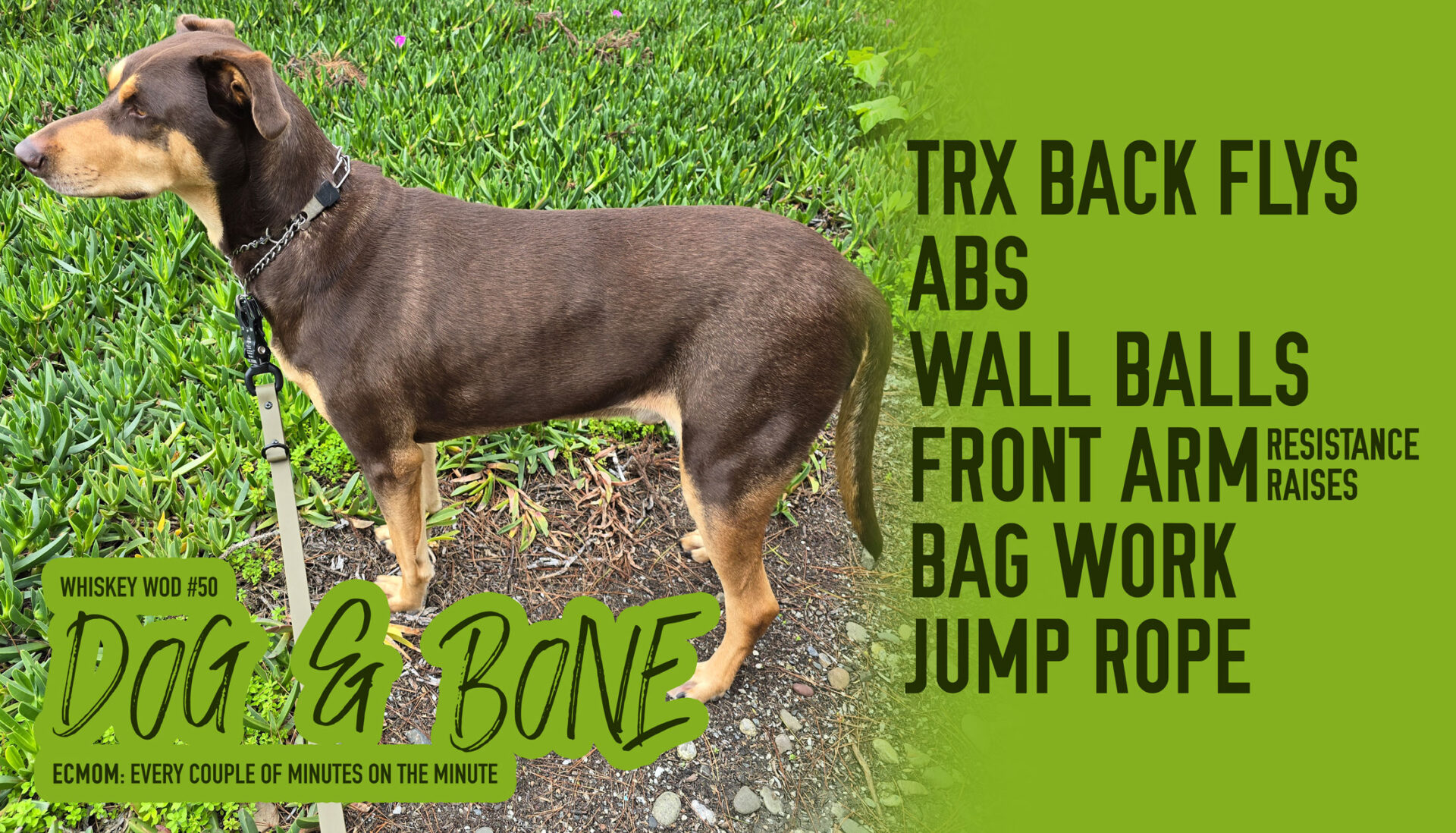 Dog & Bone - Academy of Self Defense